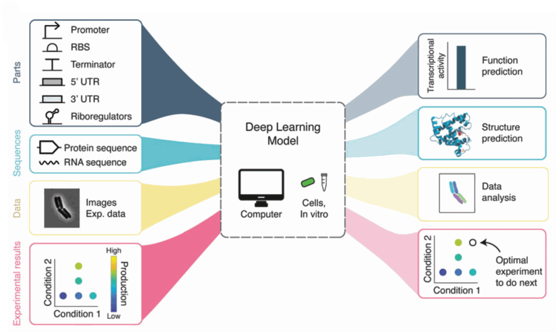 An open-source deep-learning tool for segmenting and tracking bacteria ...